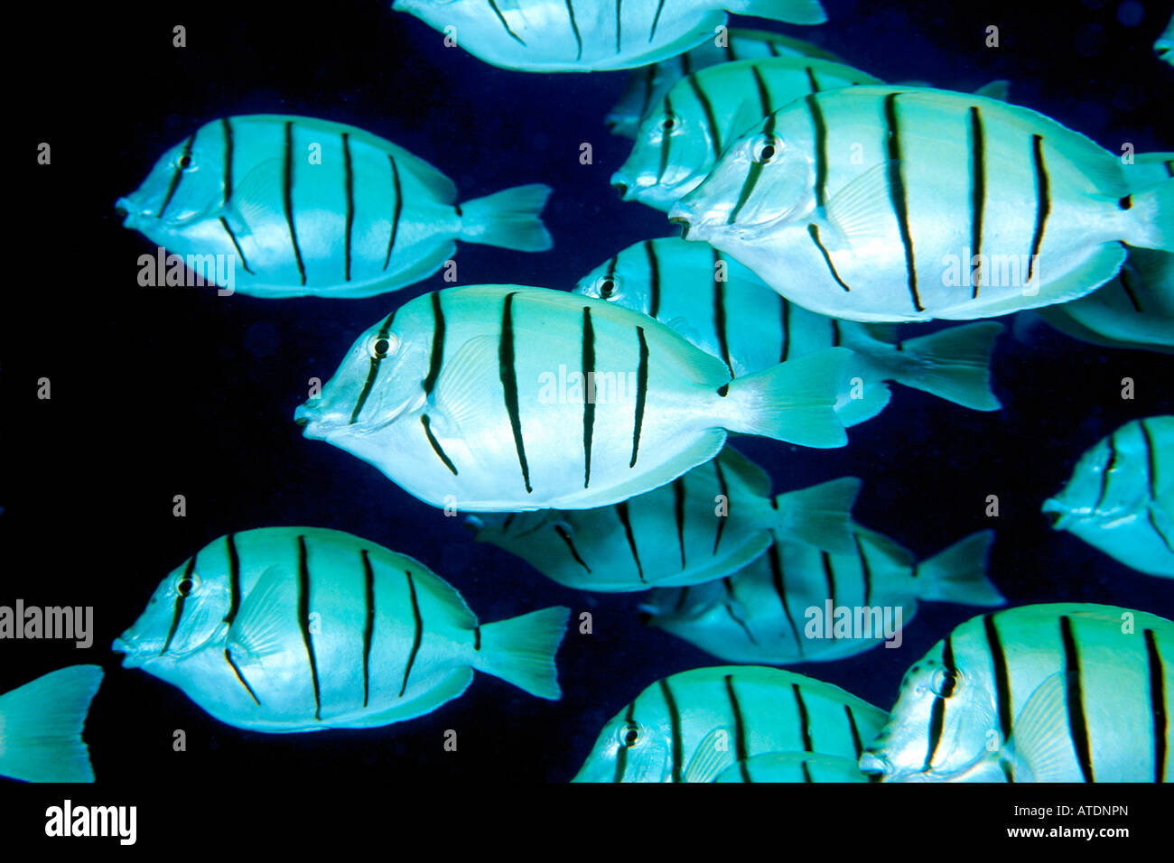Convict surgeonfish Acanthurus Rangiroa French Polynesia Pacific Ocean ...