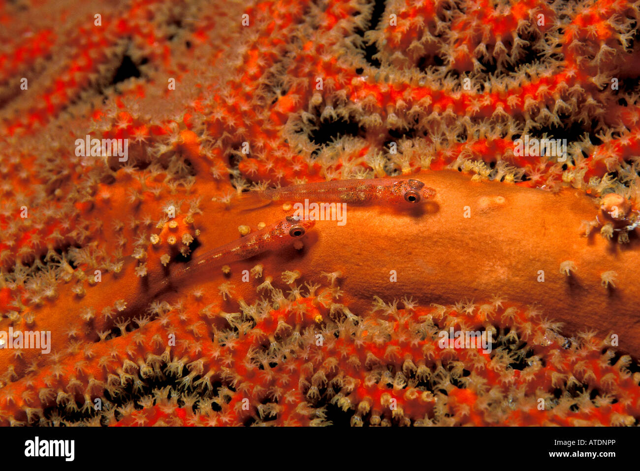 Whip goby Bryaninops yongei Marquesas Pacific Ocean Sea fan Stock Photo ...