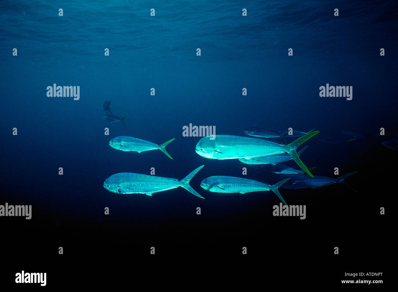 Common dolphinfish coryphaena hippurus hi-res stock photography and ...