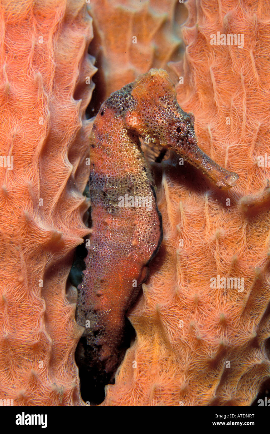 Longsnout seahorse Hippocampus reidi Stock Photo - Alamy