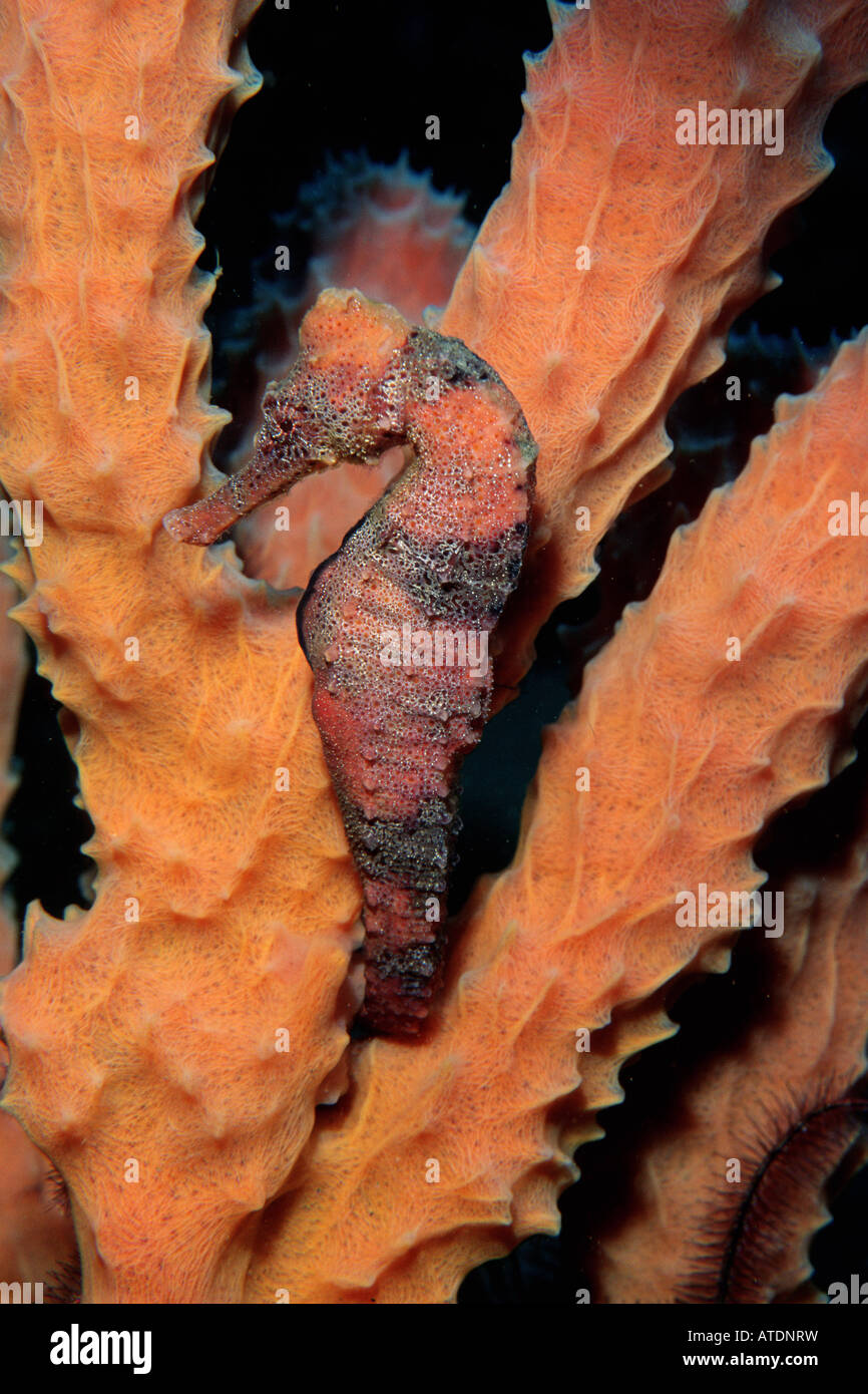 Longsnout seahorse hippocampus reidi dominica hi-res stock photography ...