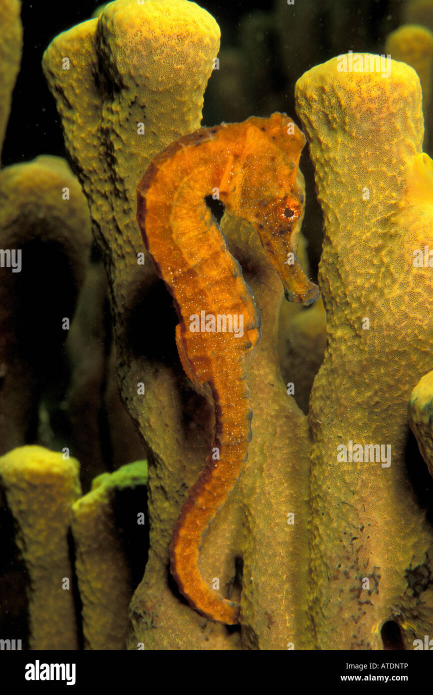 Longsnout seahorse Hippocampus reidi Stock Photo - Alamy
