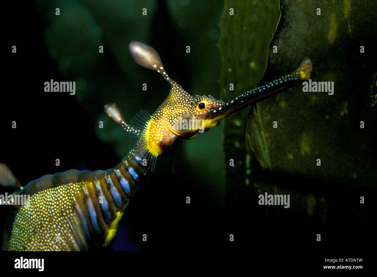 Weedy sea dragon Phyllopteryx taeniolatus c Stock Photo - Alamy