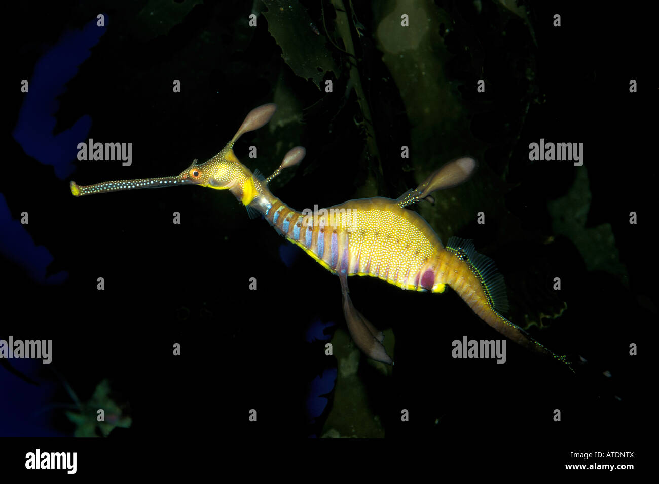 Weedy sea dragon Phyllopteryx taeniolatus c Stock Photo - Alamy