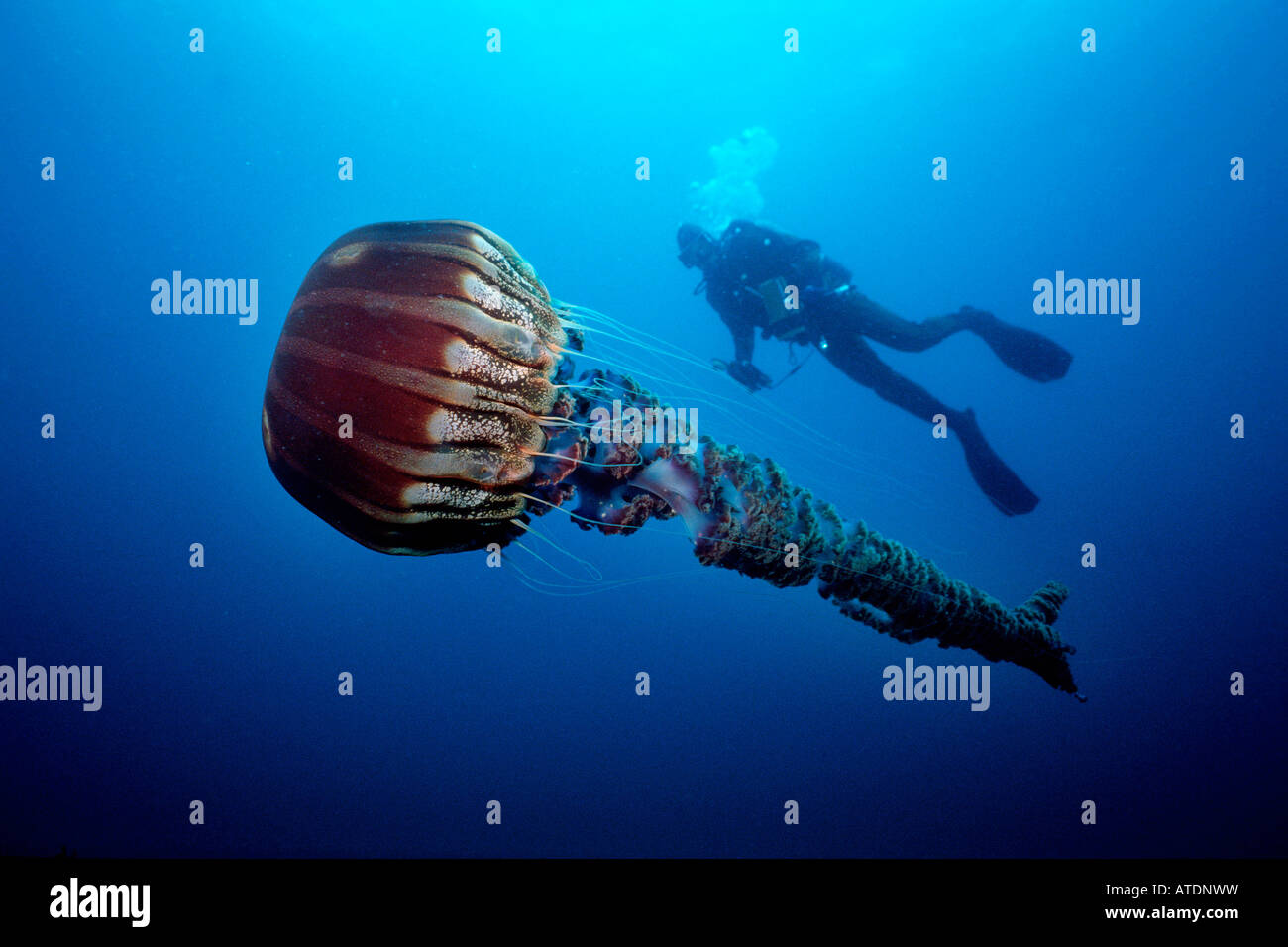 Giant Jellyfish Chrysaora sp California Pacific Ocean Stock Photo - Alamy