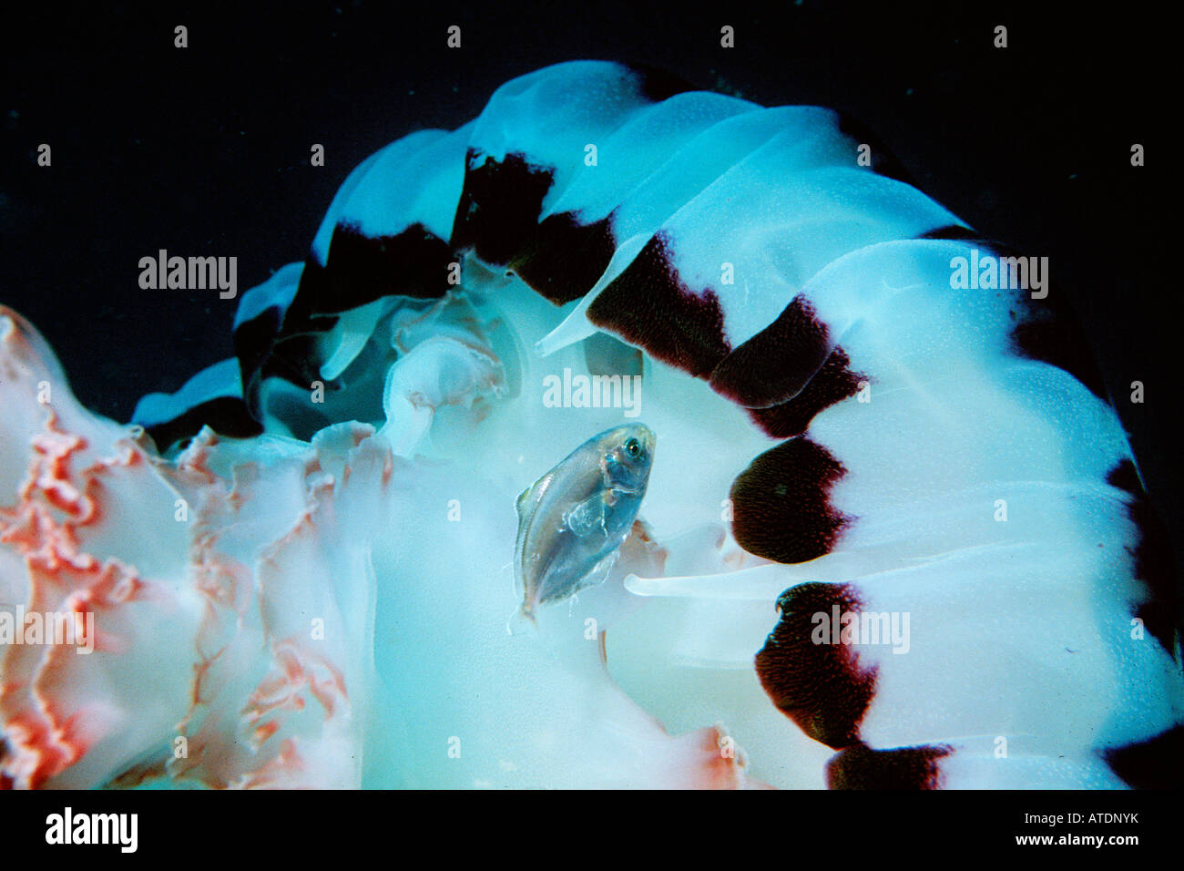 Purple striped jelly Pelagia colorata with Pacific butterfish Peprilus ...