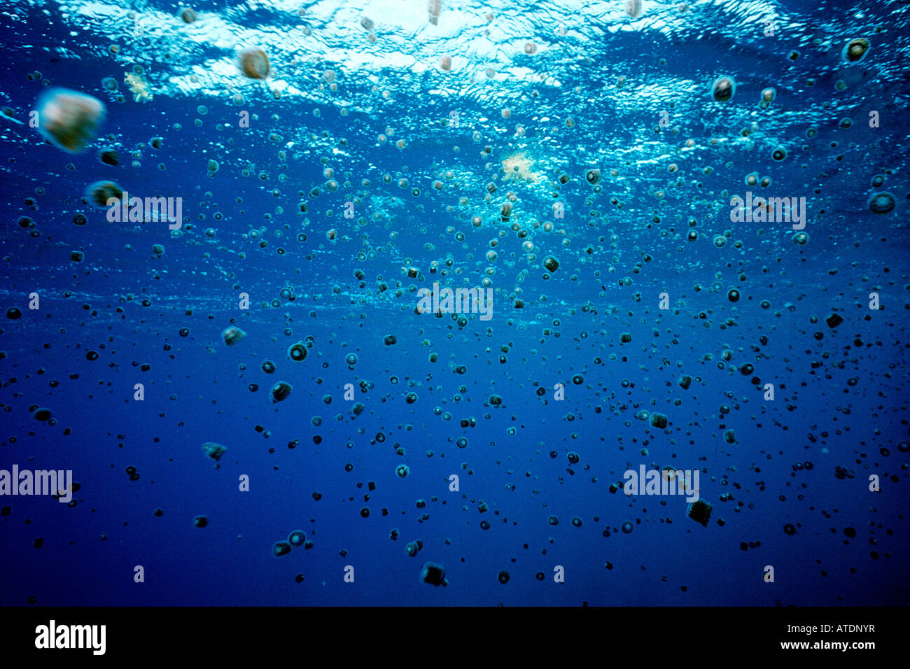 Thimble jellyfish Linuche unguiculata Caribbean Atlantic Ocean Stock ...