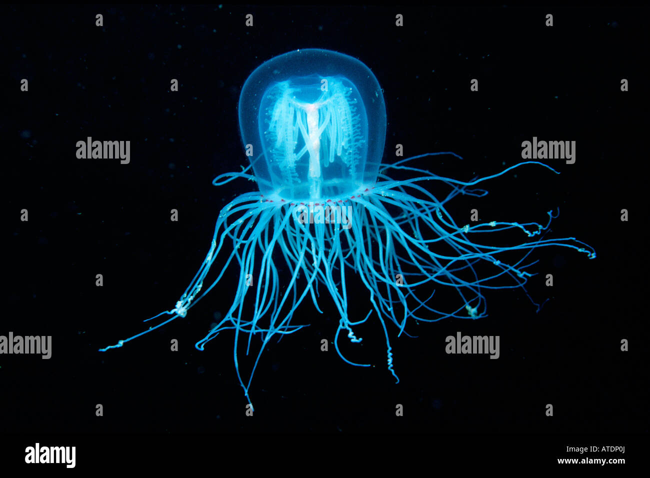 Jellyfish Polyorchis penicillatus Alaska Pacific Ocean Stock Photo - Alamy