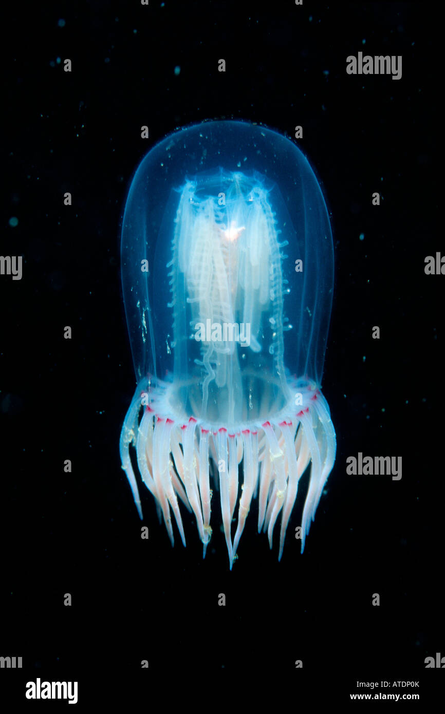 Jellyfish Polyorchis penicillatus Alaska Pacific Ocean Stock Photo - Alamy