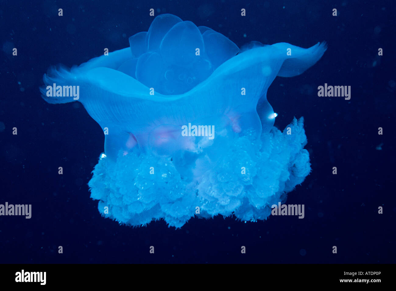 Jellyfish Cephea cephea Fiji Indo Pacific Ocean Stock Photo - Alamy