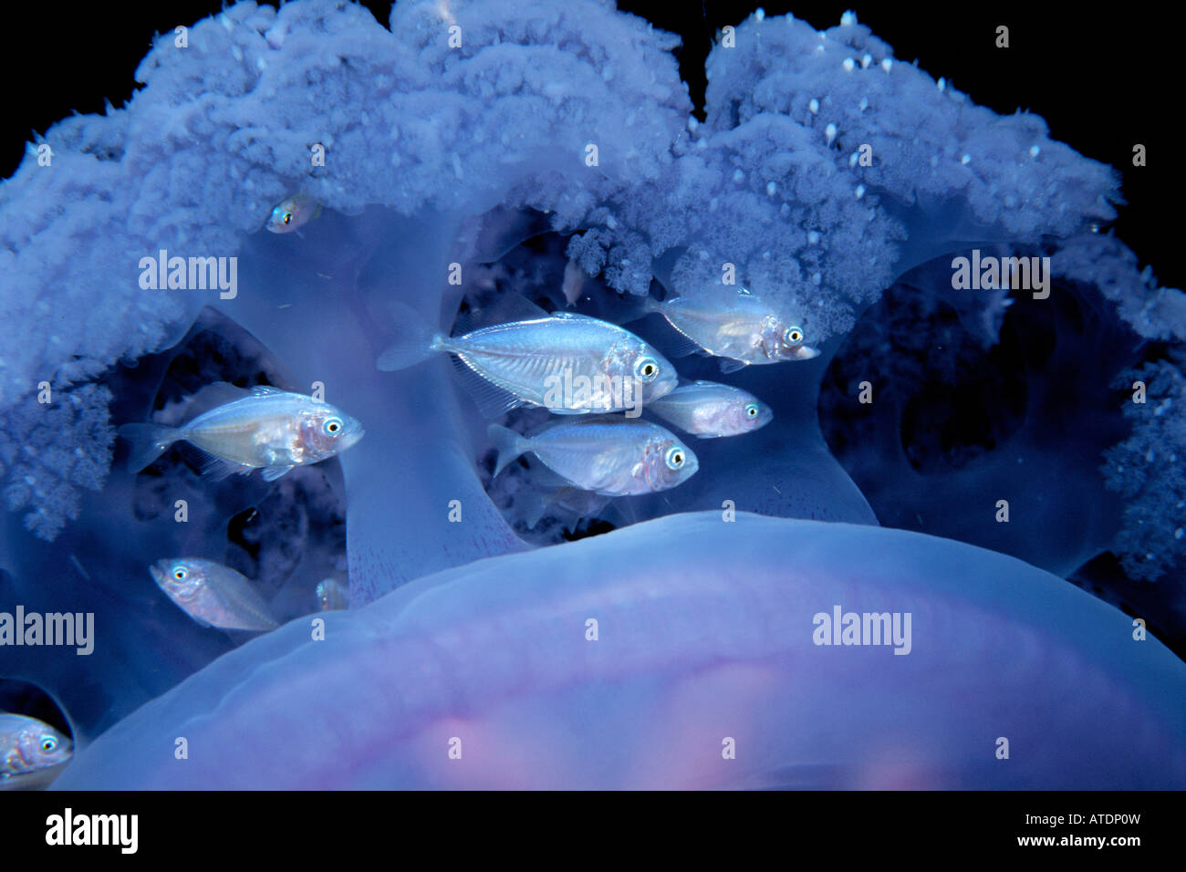 Jellyfish Cephea cephea with juvenile jacks Caranx sp Fiji Indo Pacific ...