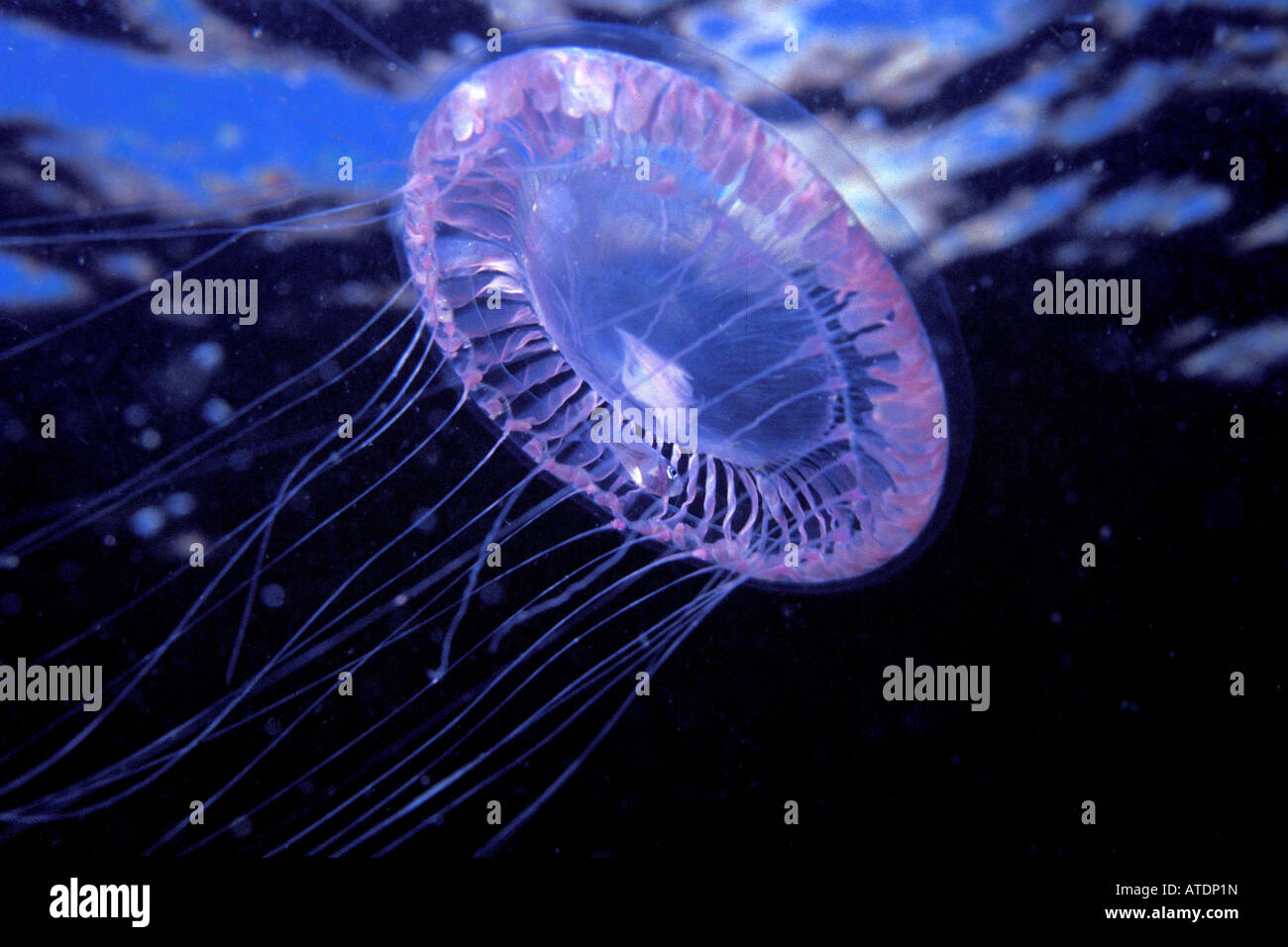Jellyfish swarm mexico hi-res stock photography and images - Alamy Jellyfish swarm mexico hi-res stock photography and images - Alamy