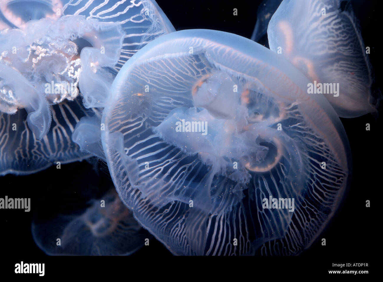 Moon jelly Aurelia aurita California Pacific Ocean Stock Photo - Alamy