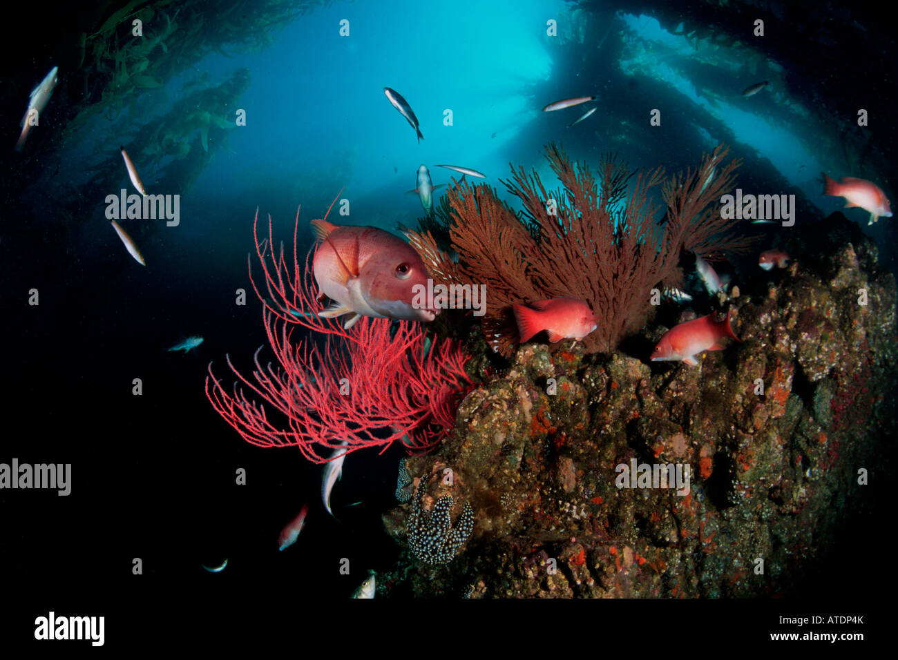 Giant kelp Macrocystis pyrifera forest with California sheephead ...