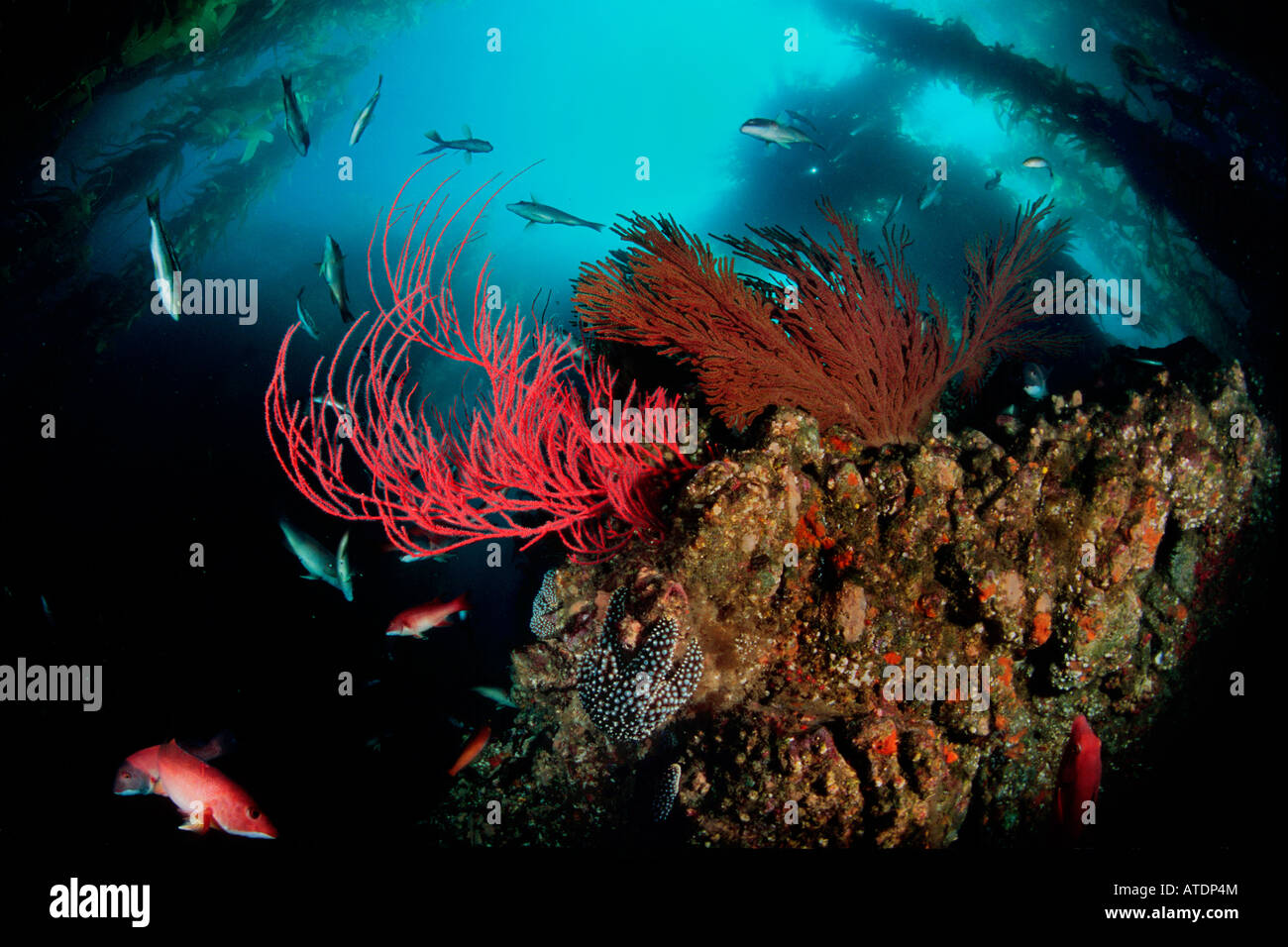 Giant kelp Macrocystis pyrifera forest Stock Photo - Alamy