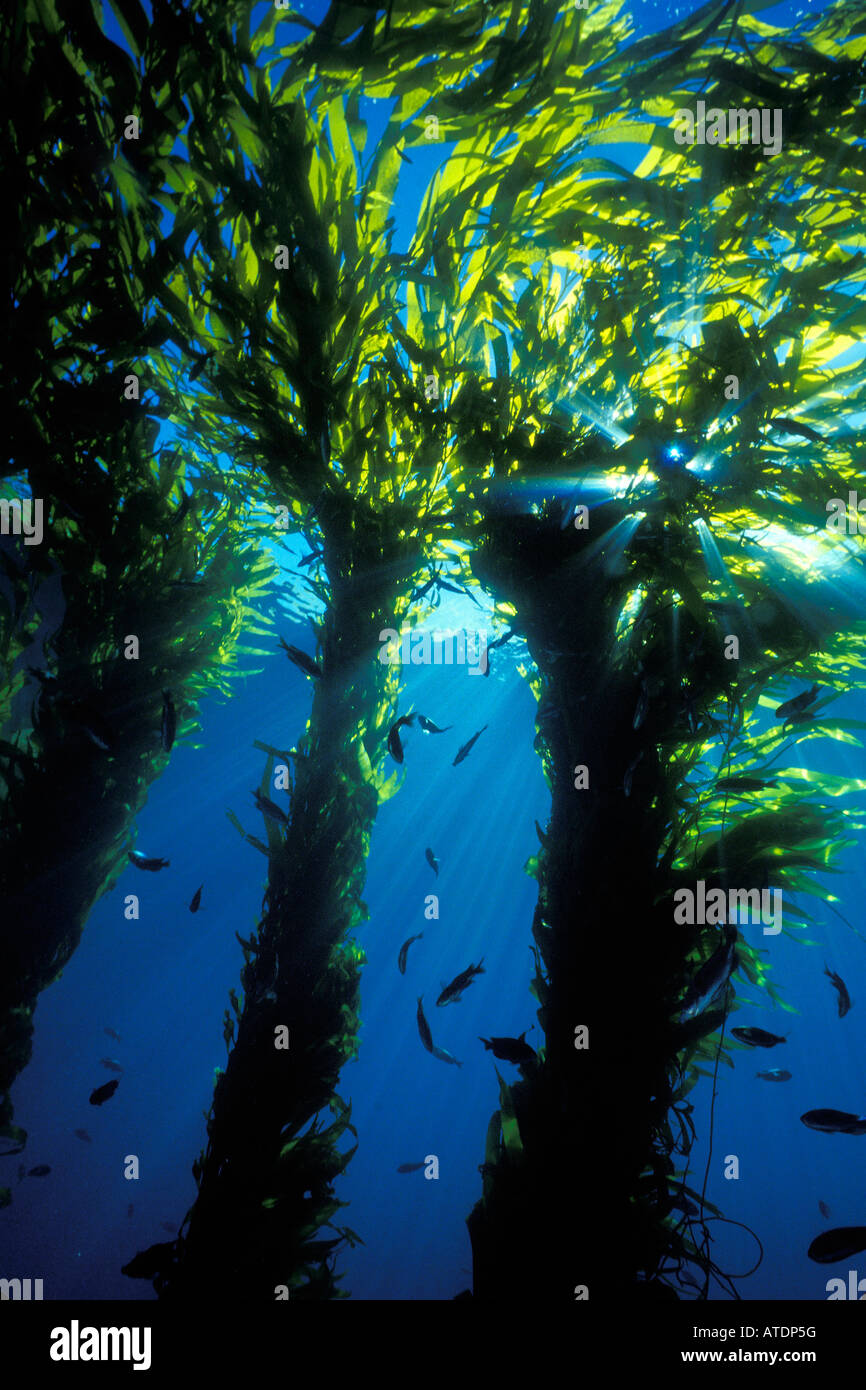 Giant Kelp Forest Macrocyctis pyrifera California Pacific Ocean Stock ...