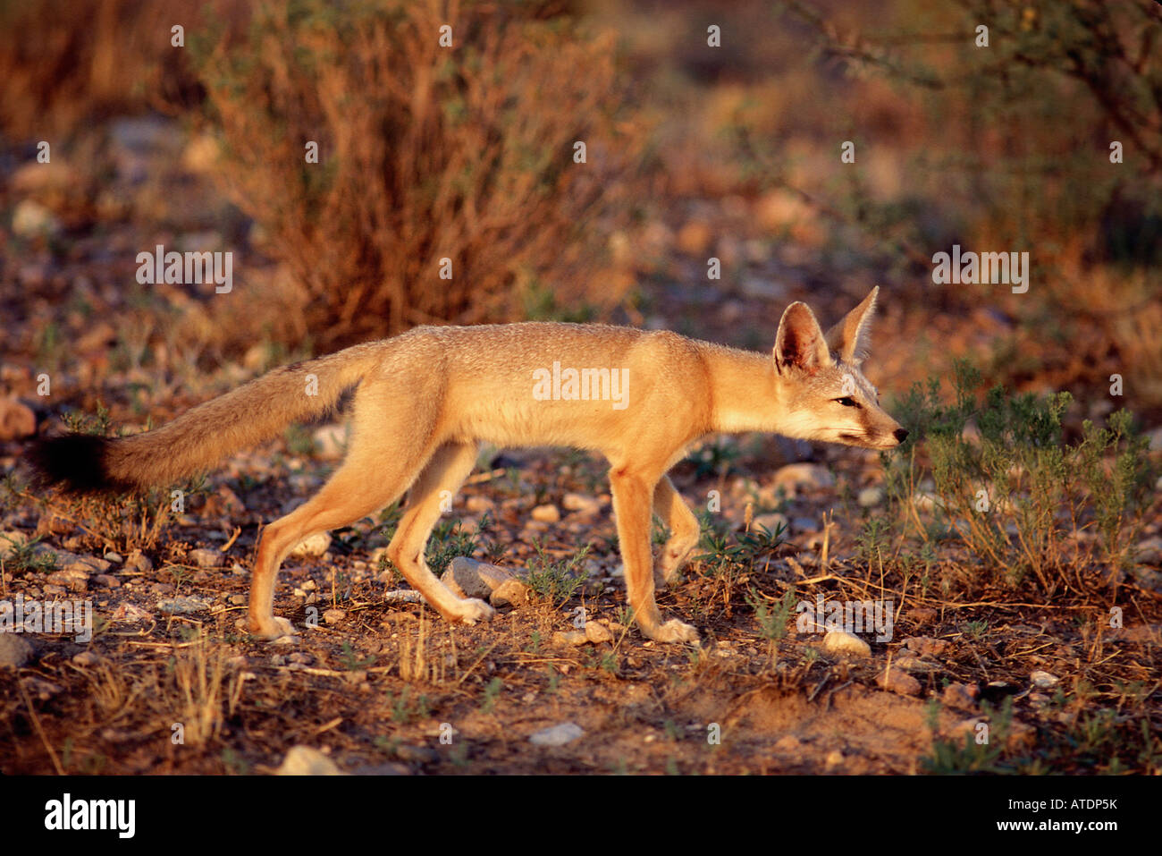 Kit Fox Vulpes macrotis Portal ARIZONA United States August Adult male ...