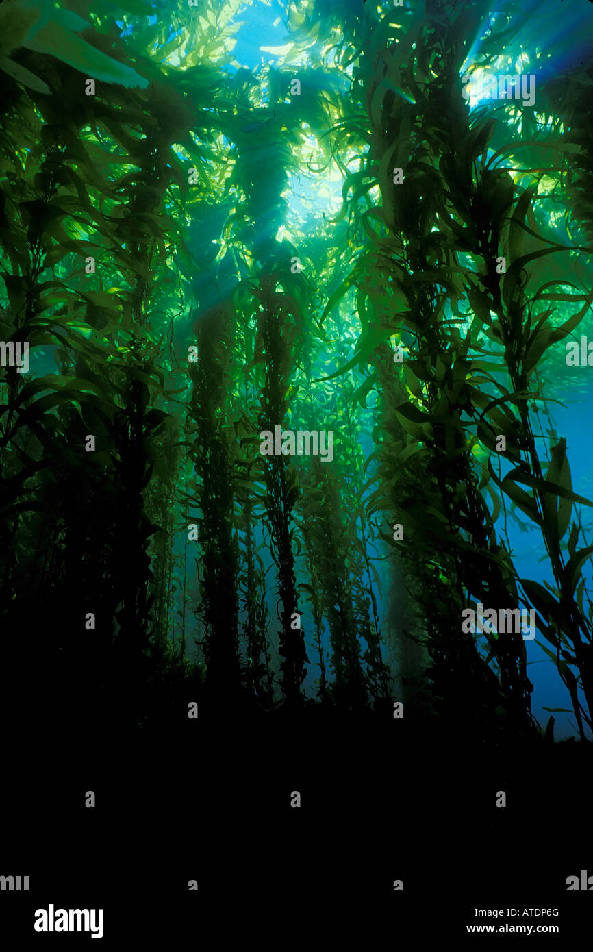 Giant kelp Macrocystis pyrifera canopy California Pacific Ocean Stock ...