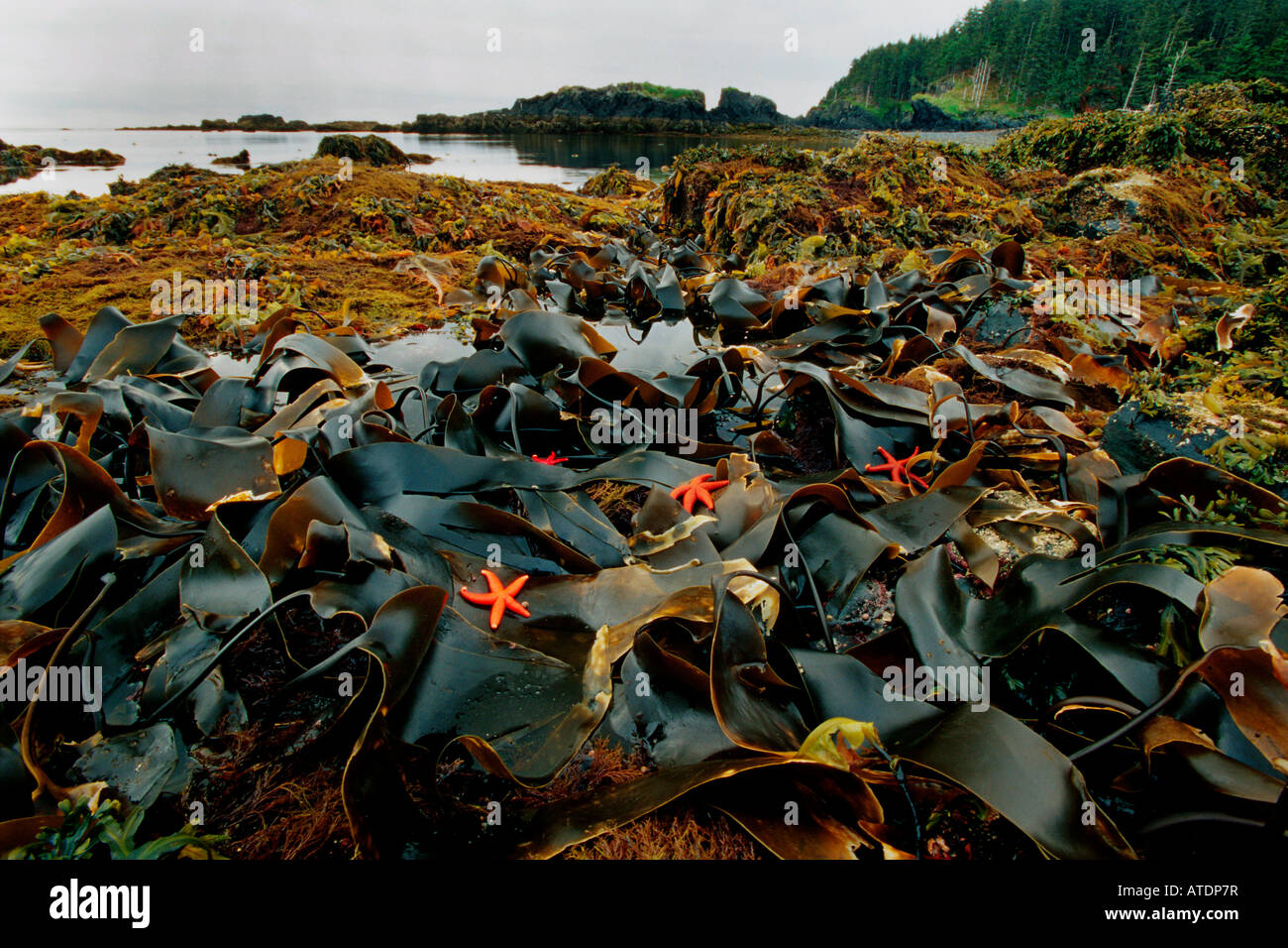 Rocky coast tidepool with sea stars Alaska Pacific Ocean Stock Photo ...