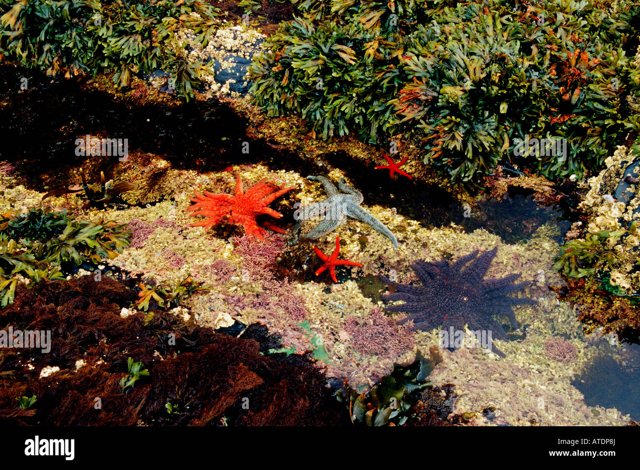 Rocky coast tidepool with sea stars Alaska Pacific Ocean Stock Photo ...
