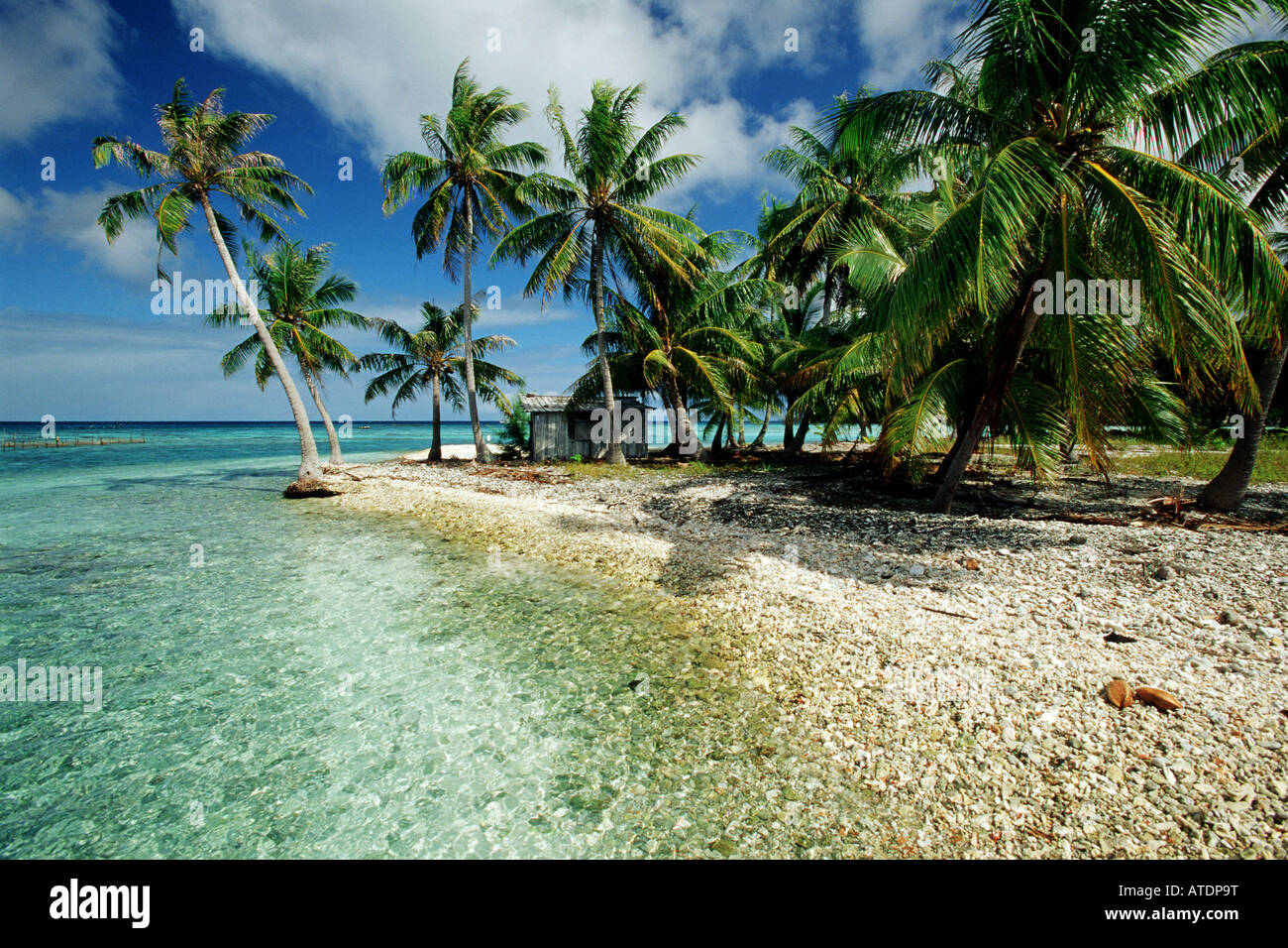 The tropical Pacific is known for its scenic landscapes of palm trees ...