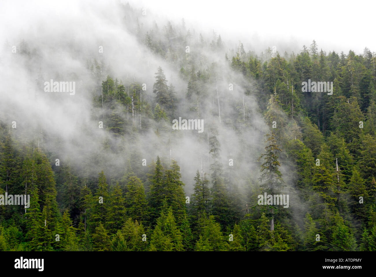 Mist in trees Chapin Bay Frederick Sound Alaska Stock Photo - Alamy