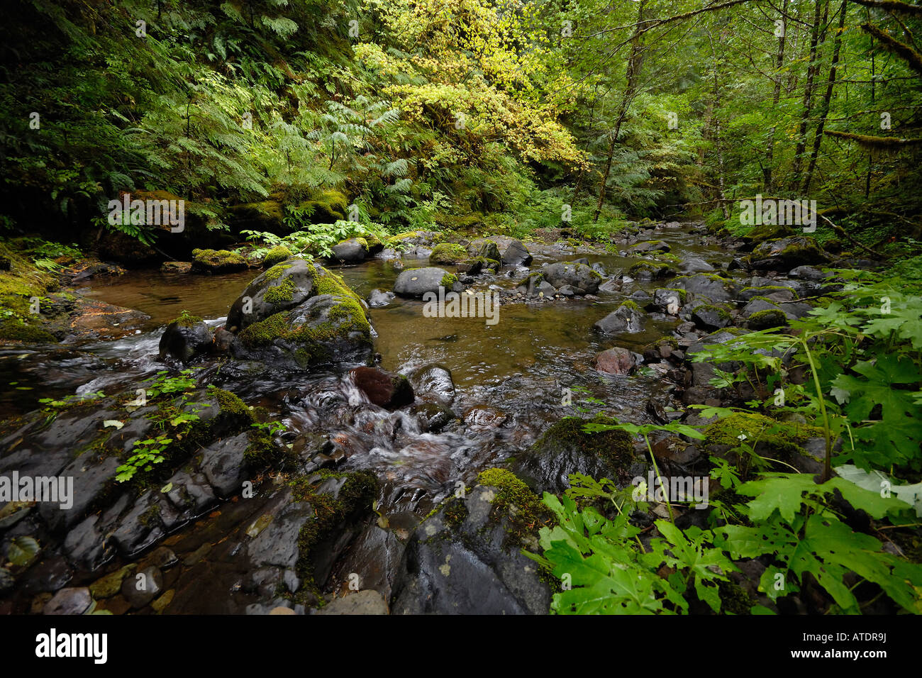Steamboat Creek Oregon Stock Photo - Alamy