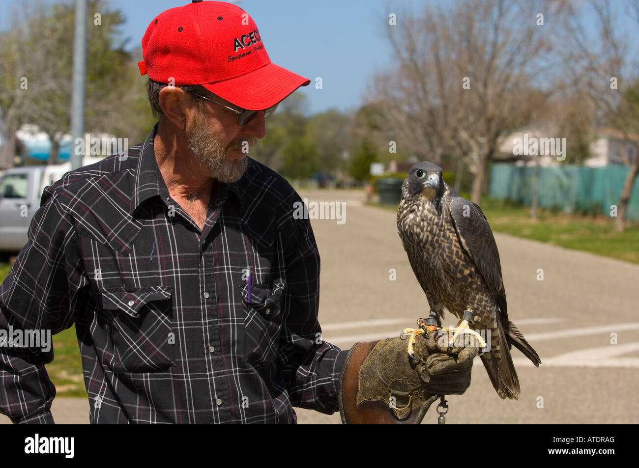 Falcon train hi-res stock photography and images - Alamy