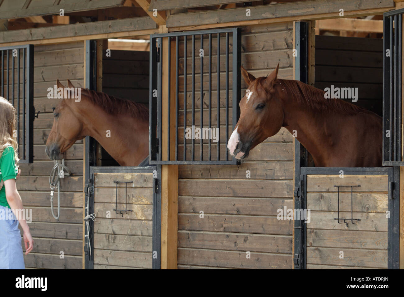Polo pony in a stable Stock Photo - Alamy