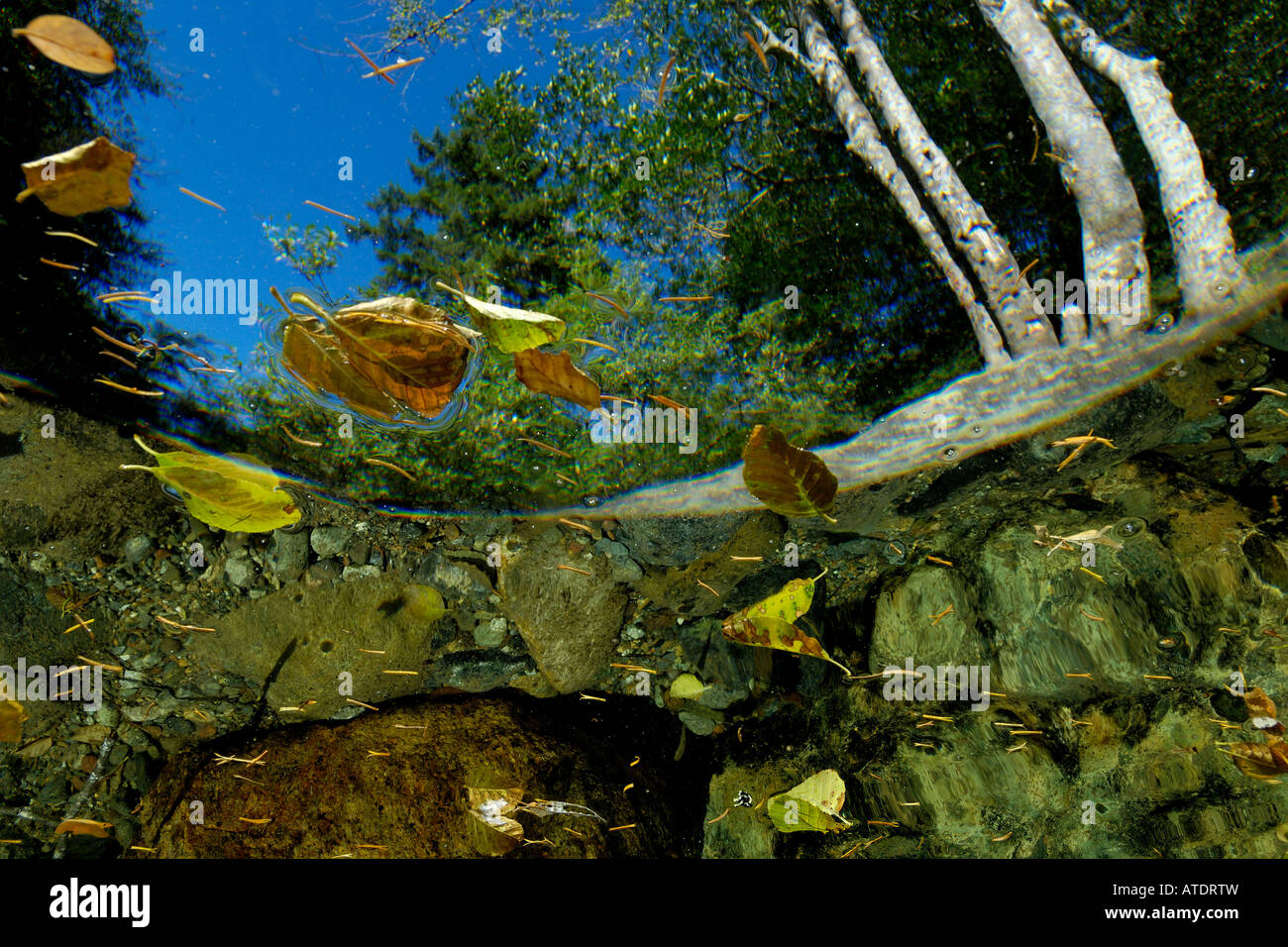 Patrick creek hi-res stock photography and images - Alamy