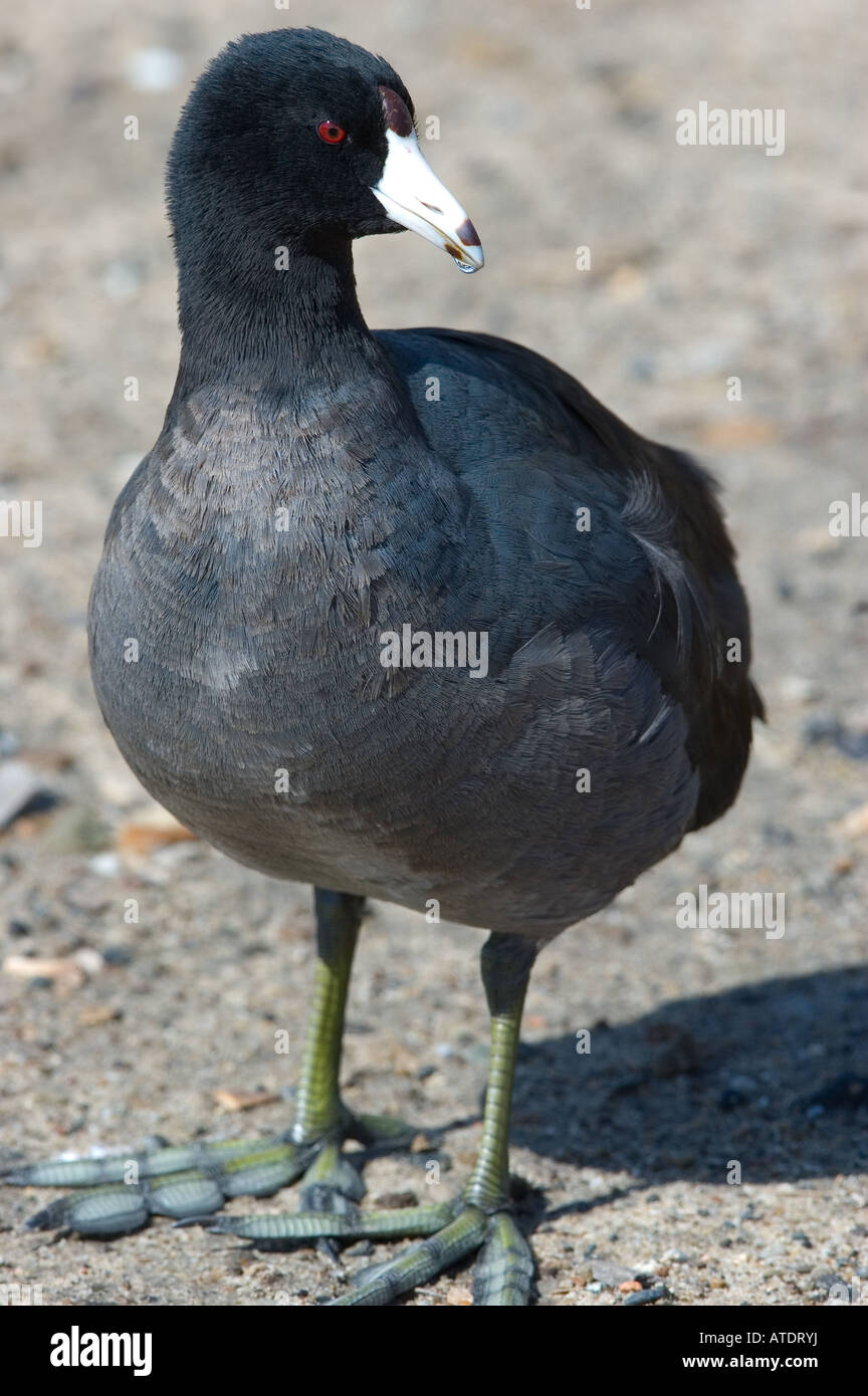 American coot feet hi-res stock photography and images - Alamy