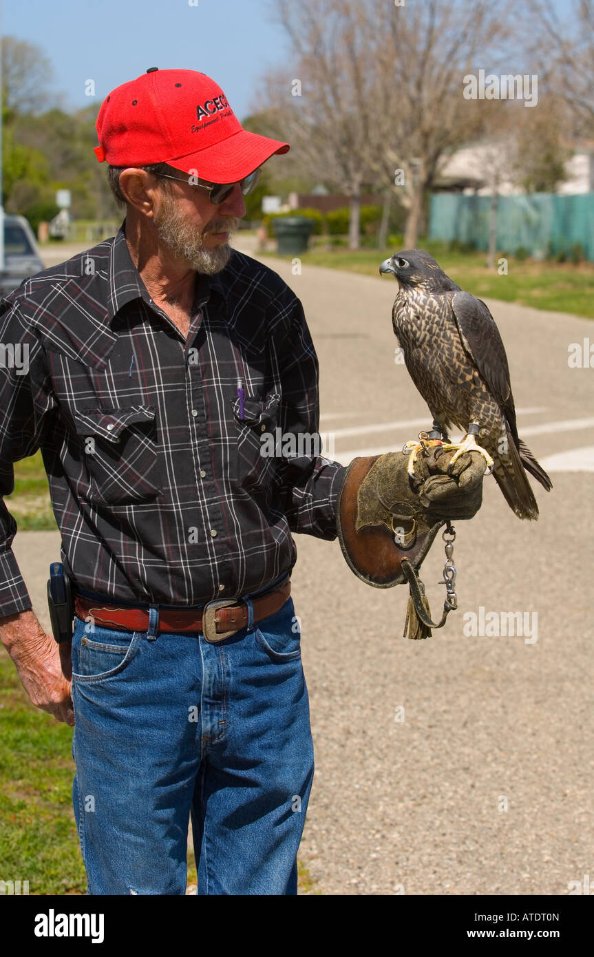 Falcon train hi-res stock photography and images - Alamy