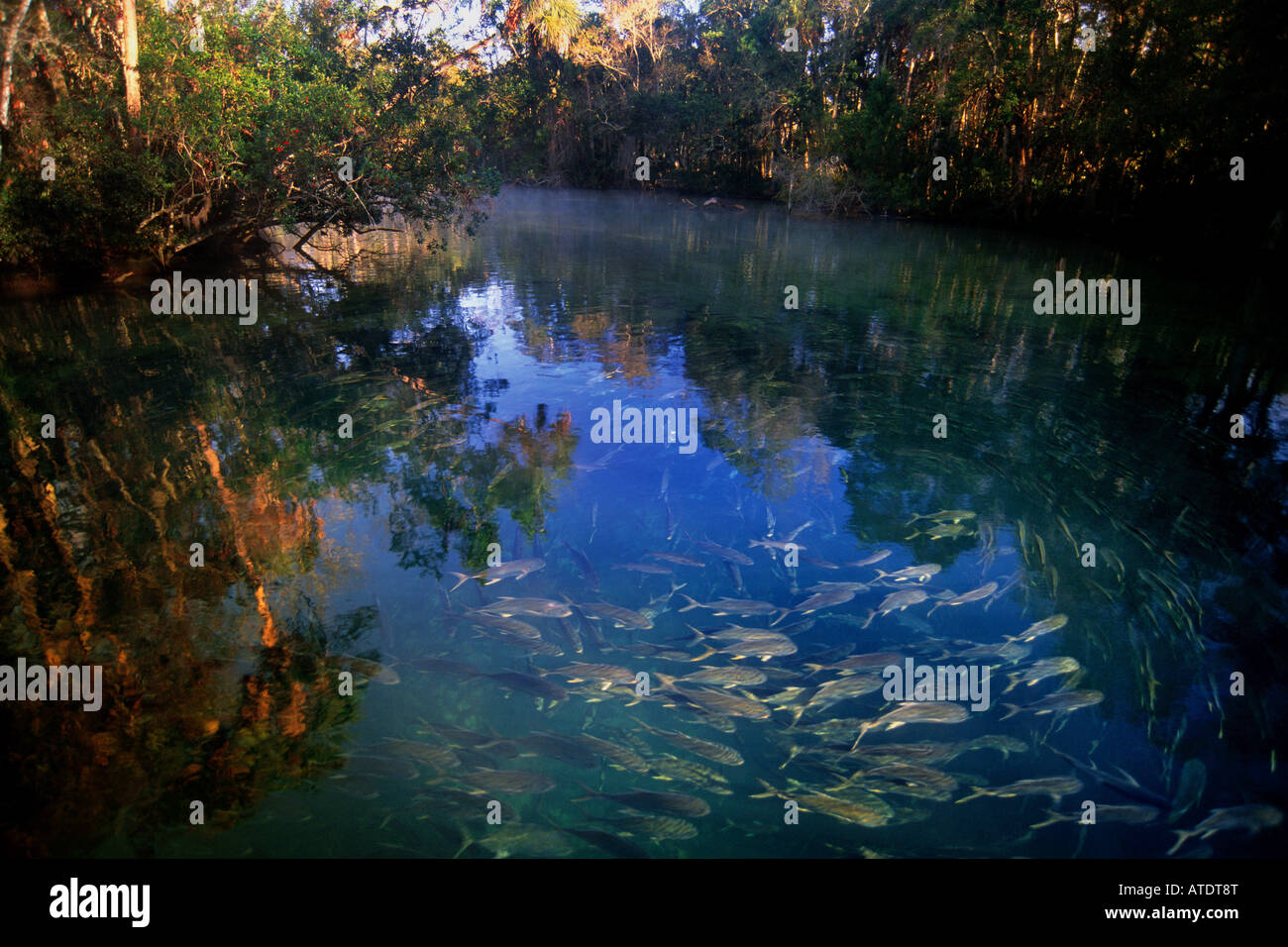 Homosassa High Resolution Stock Photography and Images - Alamy