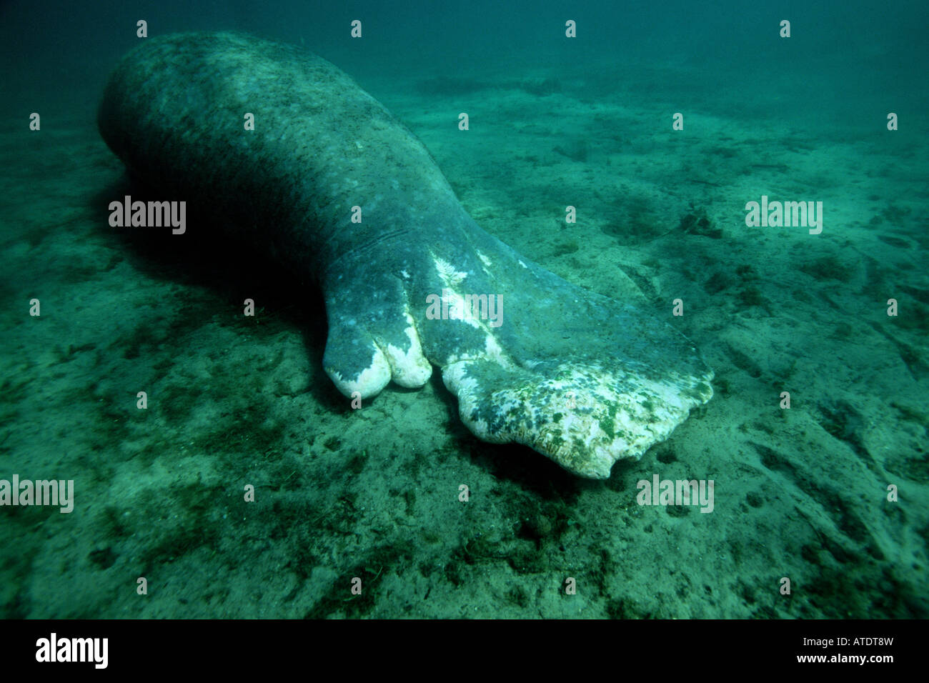 West Indian Manatee Trichechus manatus Stock Photo - Alamy