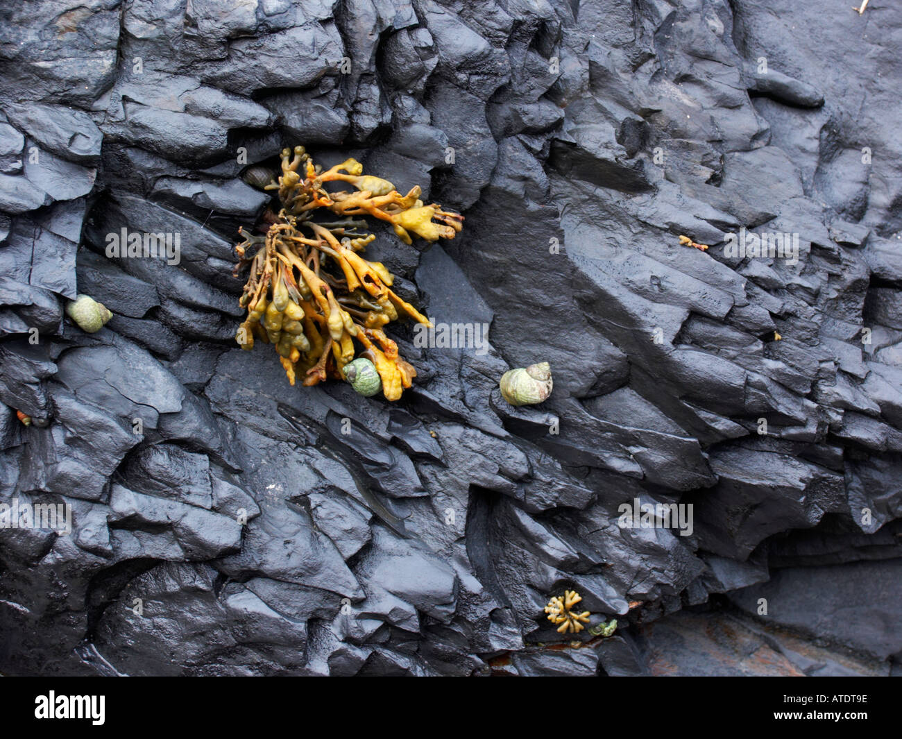 Druidston Haven beach Pembrokeshire bladder wrack and periwinkle on ...