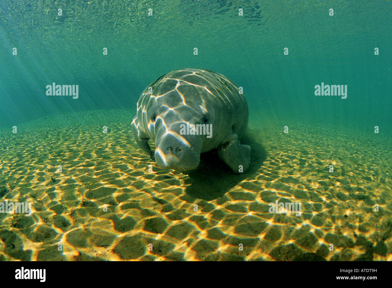 The west indian manatee hi-res stock photography and images - Alamy