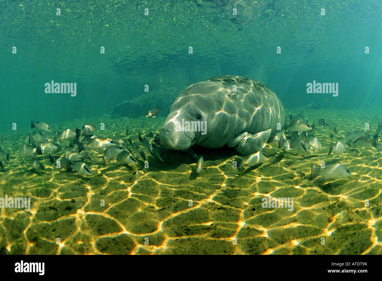 West Indian Manatee Trichechus manatus Stock Photo - Alamy
