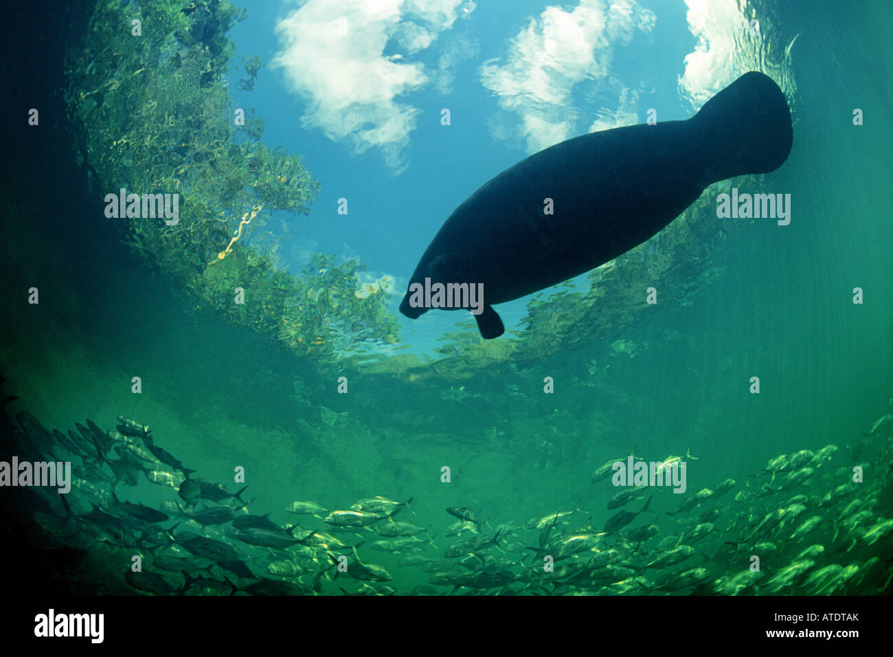 West Indian Manatee Trichechus manatus Stock Photo - Alamy