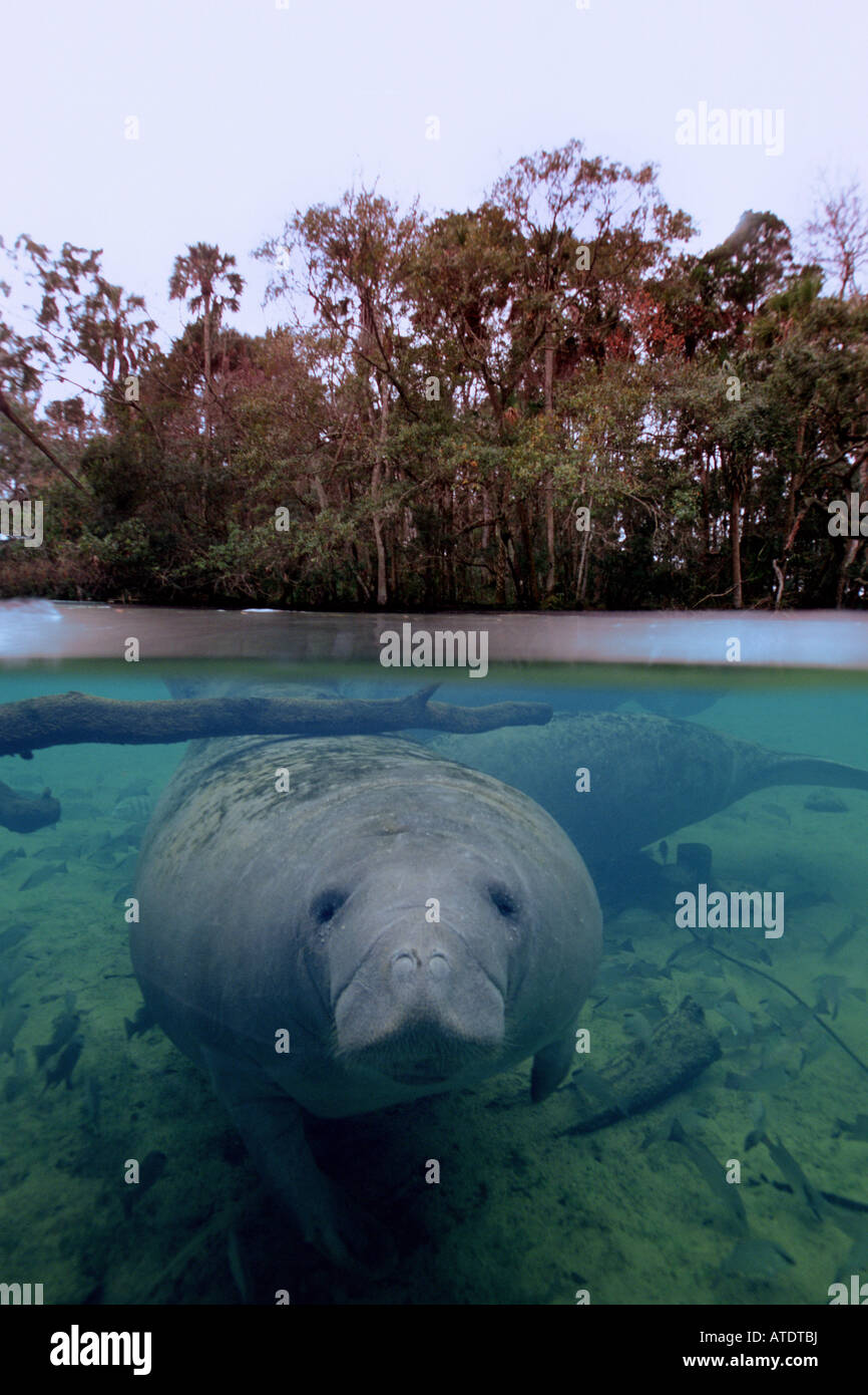 West Indian Manatee Trichechus manatus Stock Photo - Alamy