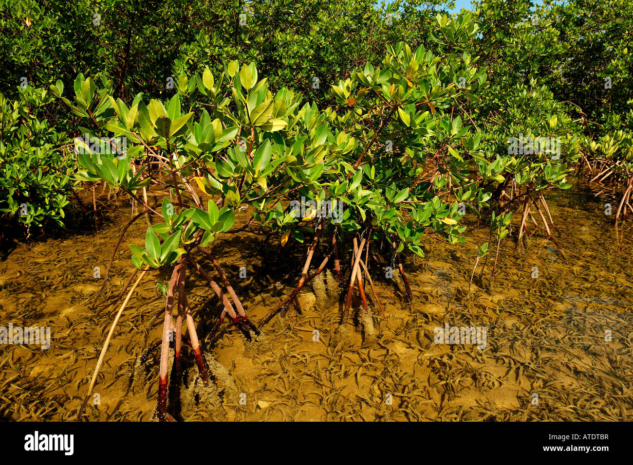 Rhizophora stylosa hi-res stock photography and images - Alamy