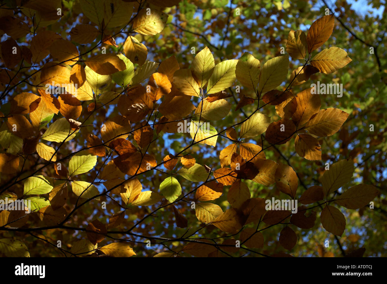 Leaf tree wood leaves hi-res stock photography and images - Alamy