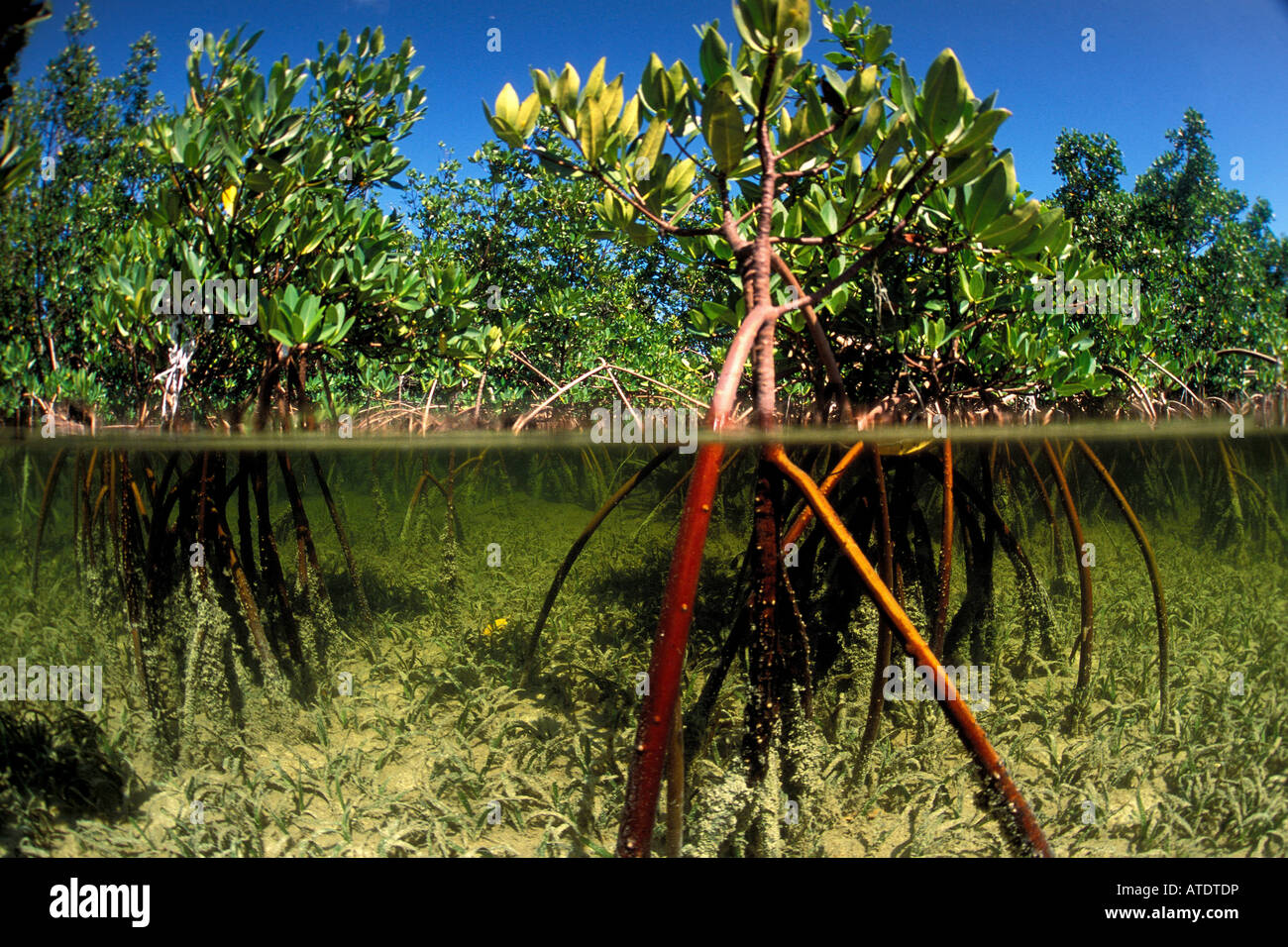 Rhizophora stylosa hi-res stock photography and images - Alamy