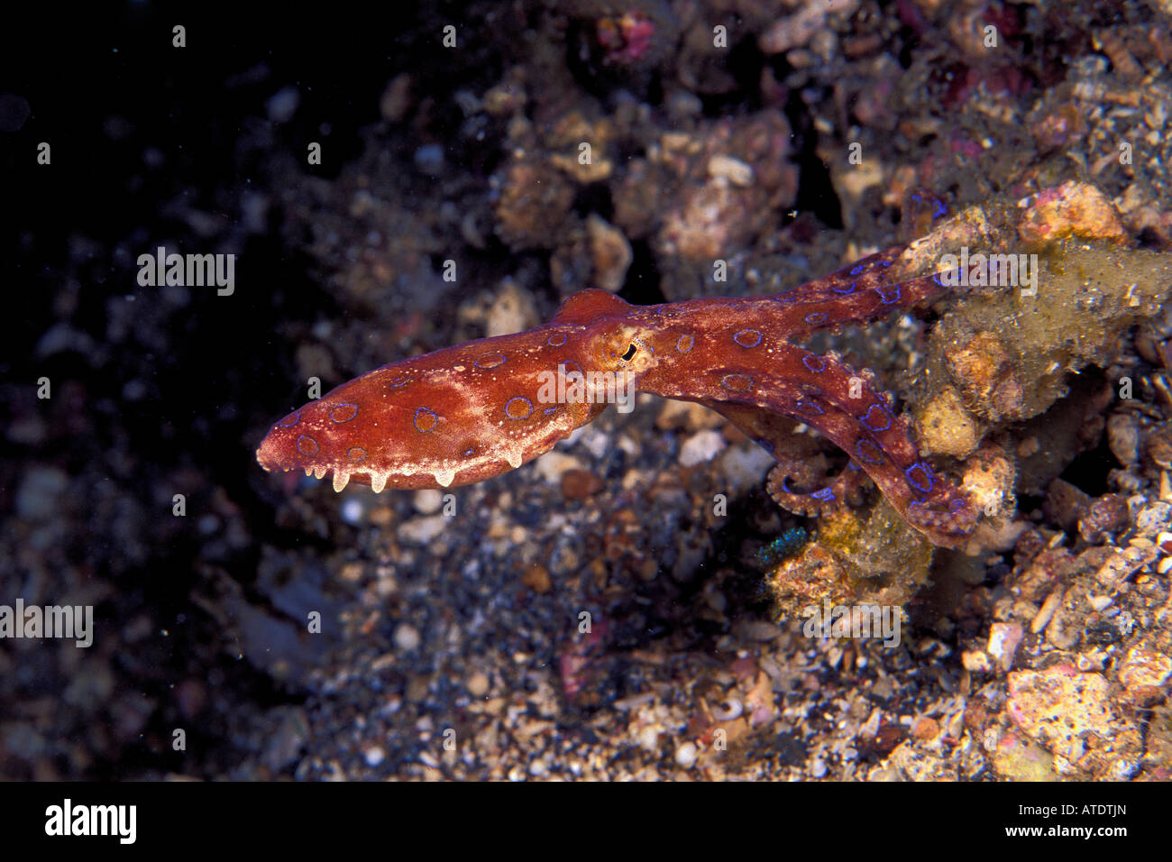 Deadly Blue Ringed Octopus High Resolution Stock Photography and Images ...