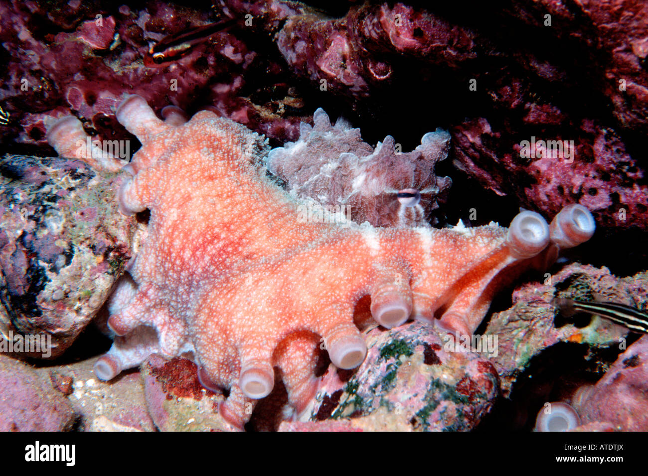 Octopus tentacles arms siphon hi-res stock photography and images - Alamy