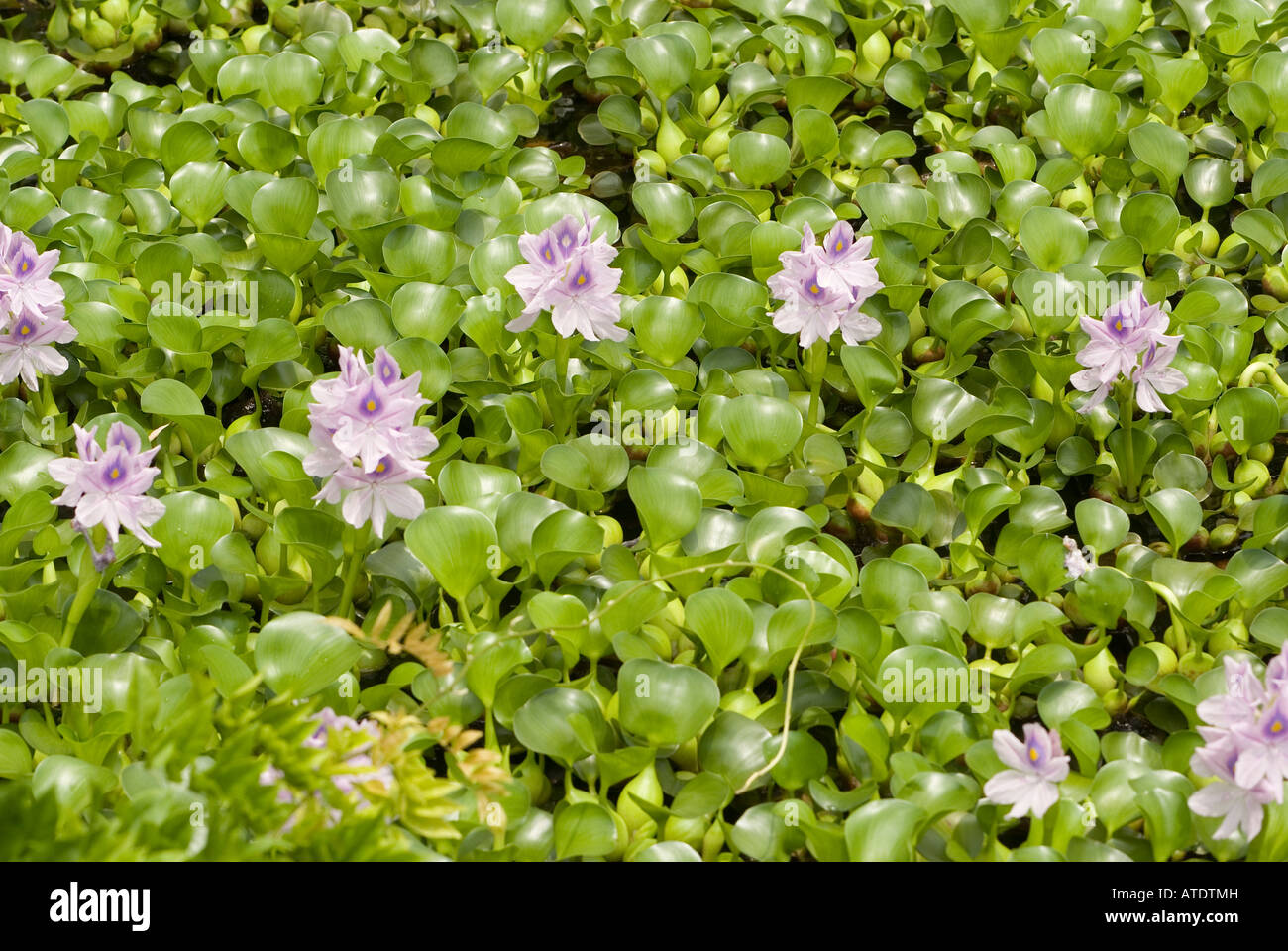 Water hyacinth hi-res stock photography and images - Alamy