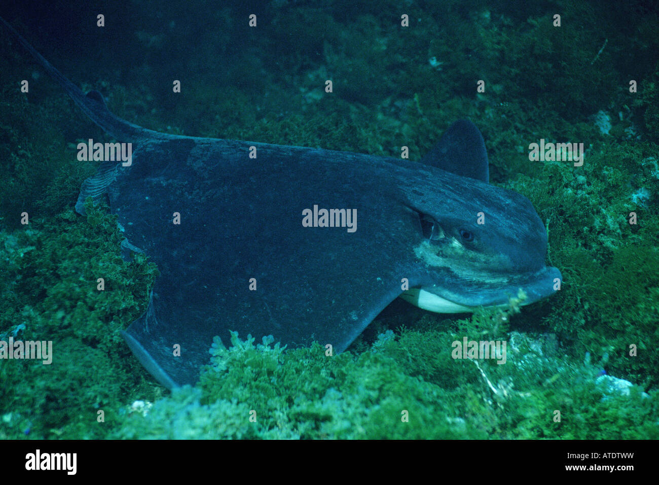 Bat ray myliobatis californicus hi-res stock photography and images - Alamy