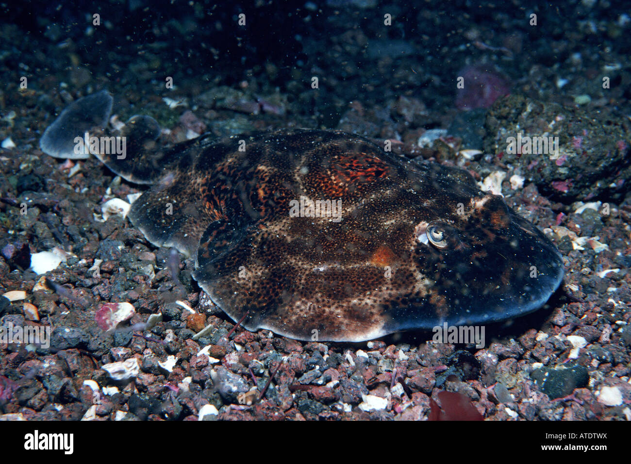 Bullseye electric ray Diplobatus ommata Stock Photo - Alamy