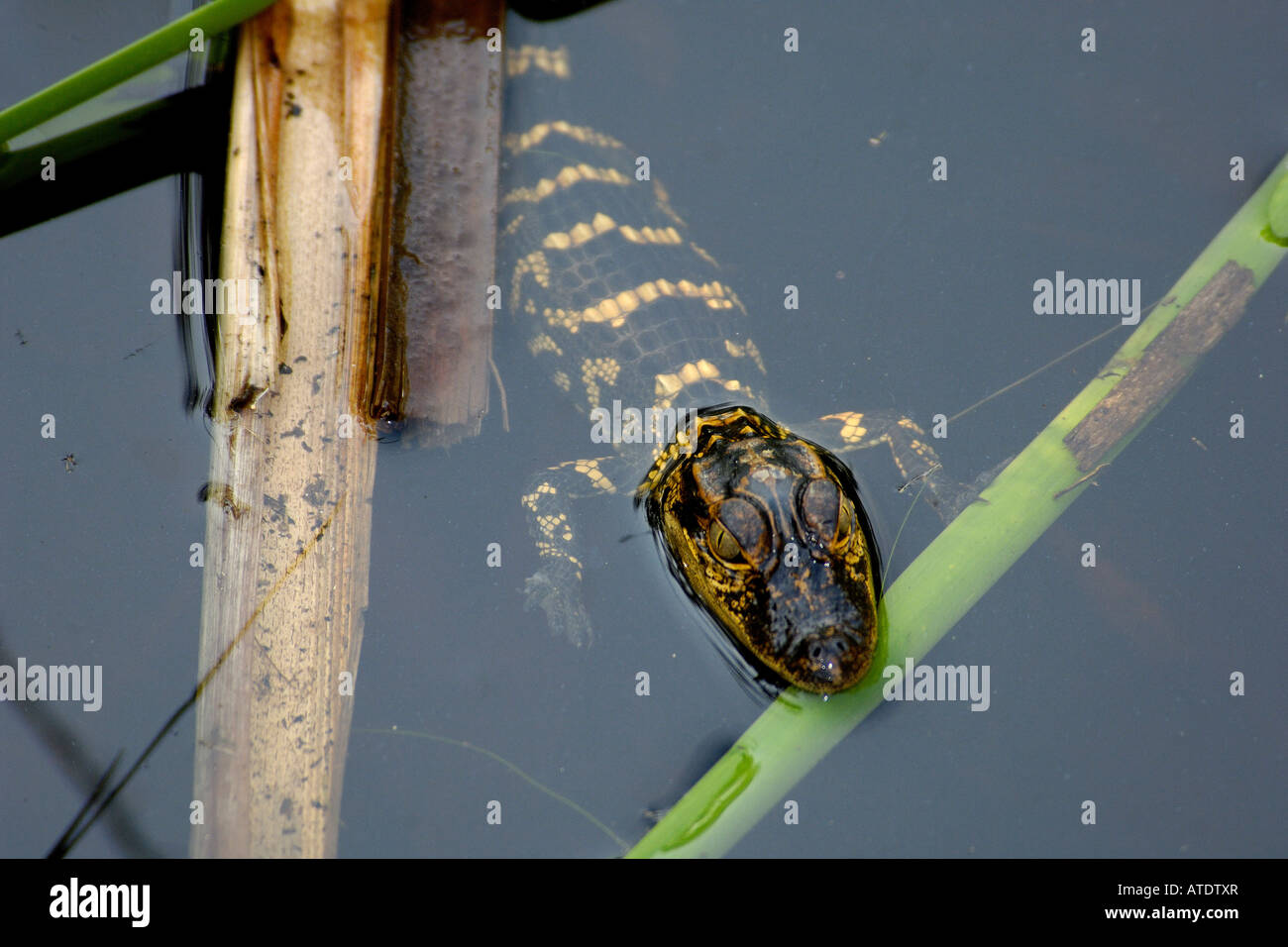 Juvenile American Alligator Alligator mississippiensis Florida Stock ...