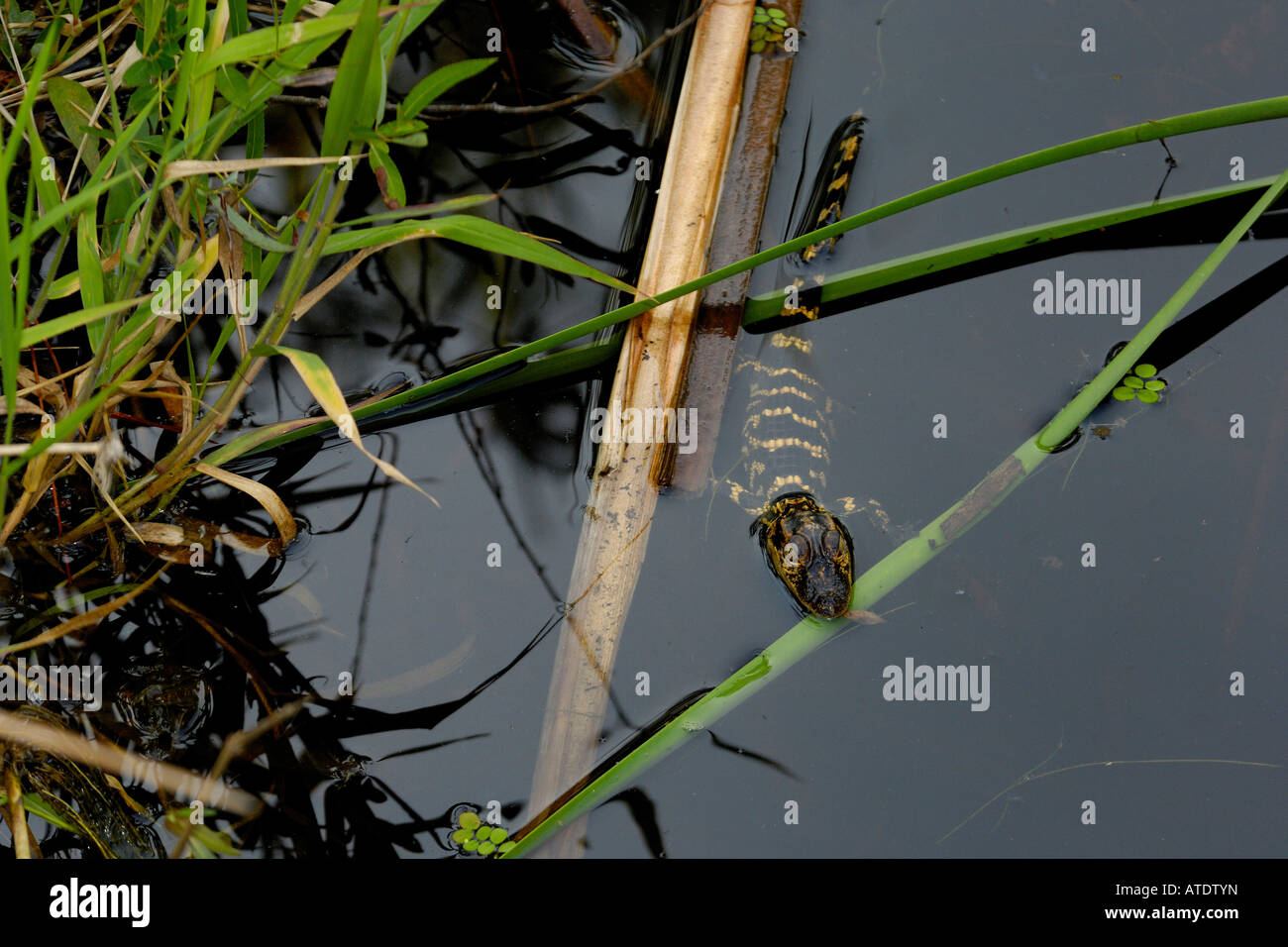 Juvenile American Alligator Alligator mississippiensis Florida Stock ...