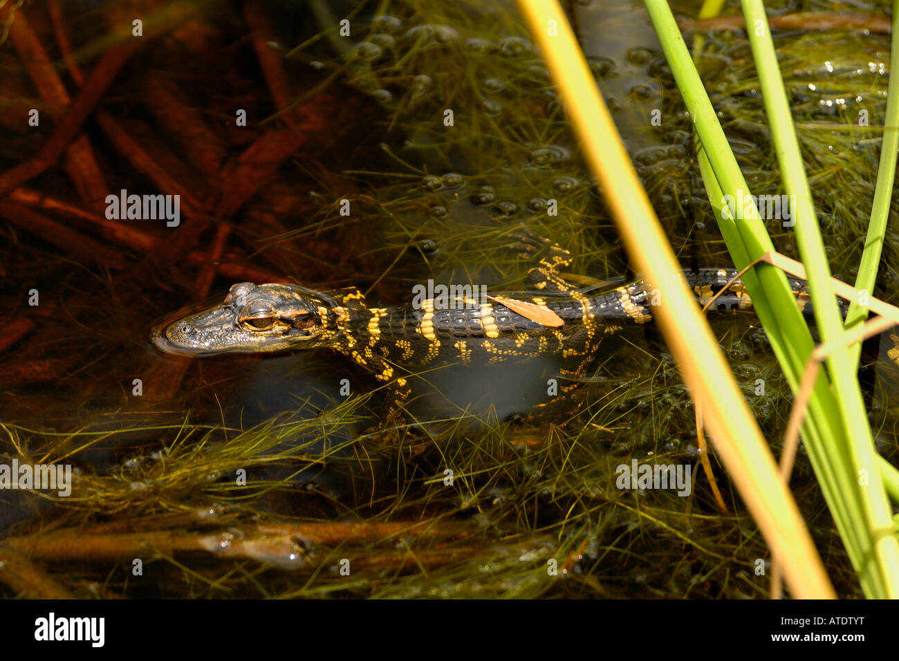 Juvenile American Alligator Alligator mississippiensis Florida Stock ...